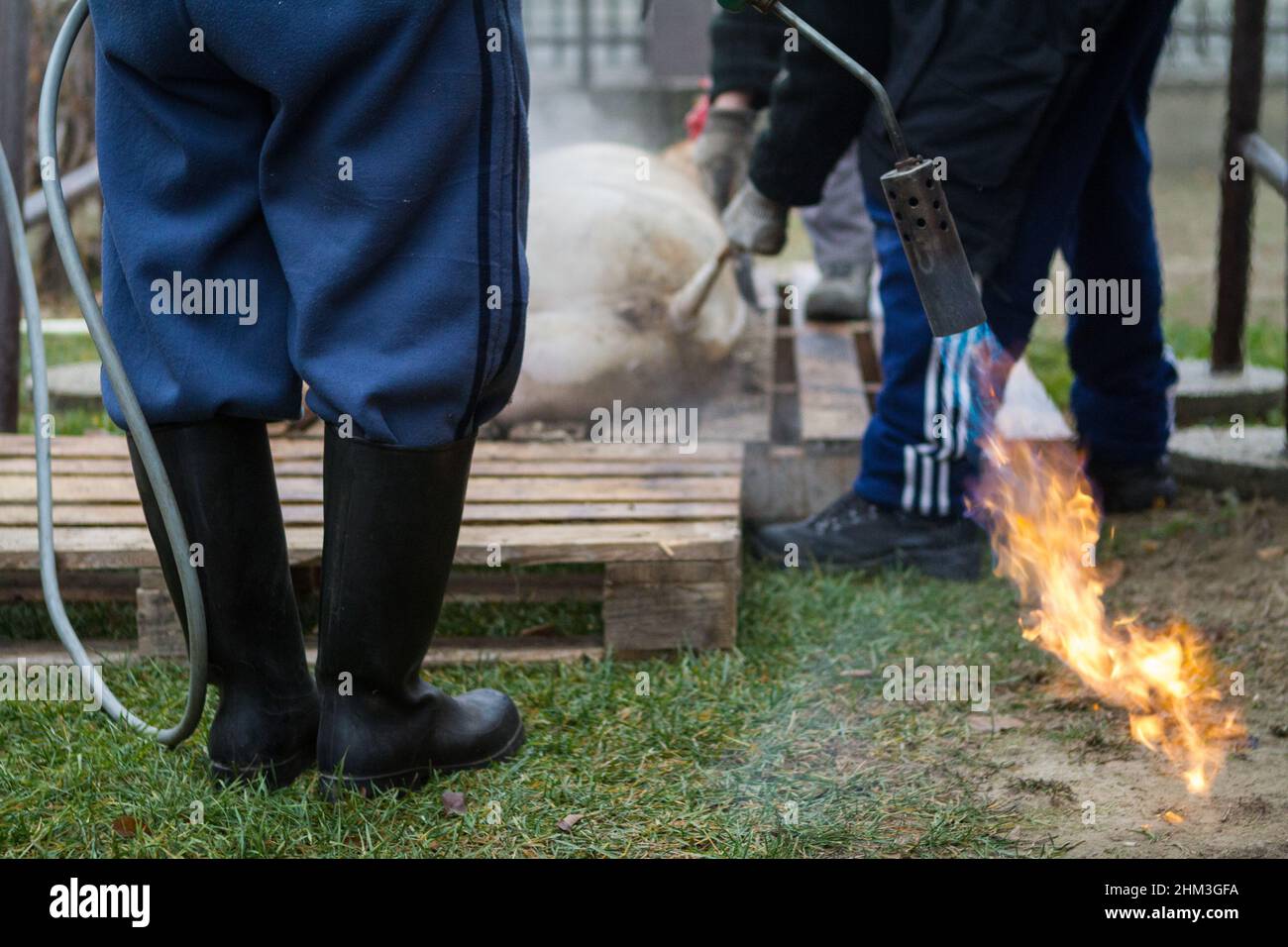 Getting ready to burn the hair off the skin of a pig during a ...
