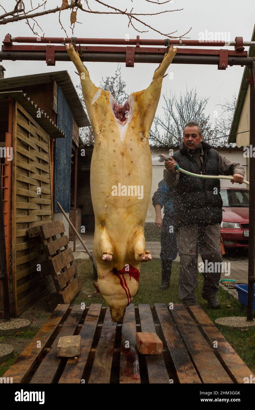 Slaughtered Pig Hanging