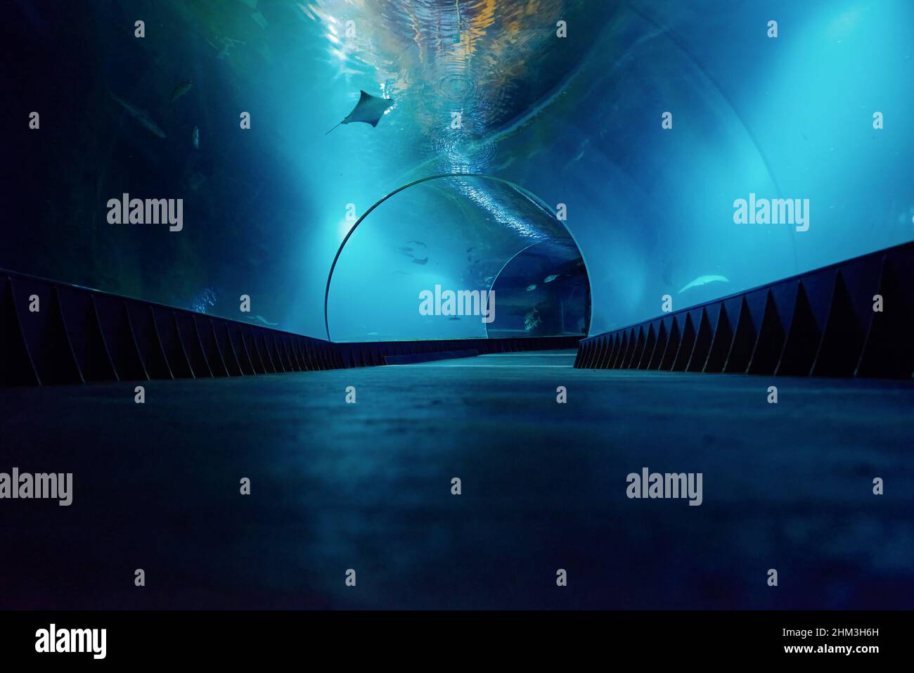 Underwater oceanarium tunnel in Wroclaw zoo, touristic attraction Stock ...