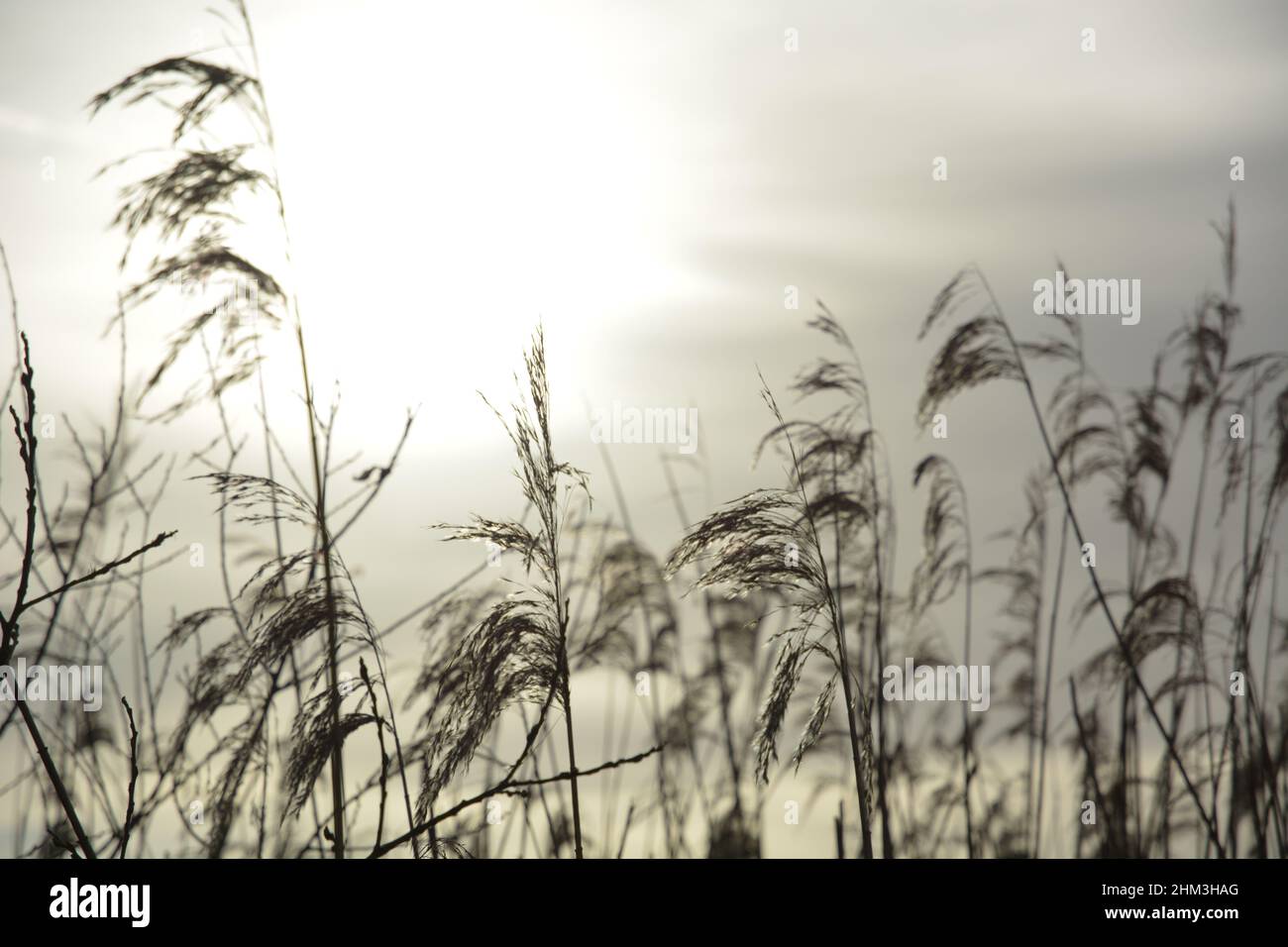 Misty morning in grassy hi-res stock photography and images - Alamy