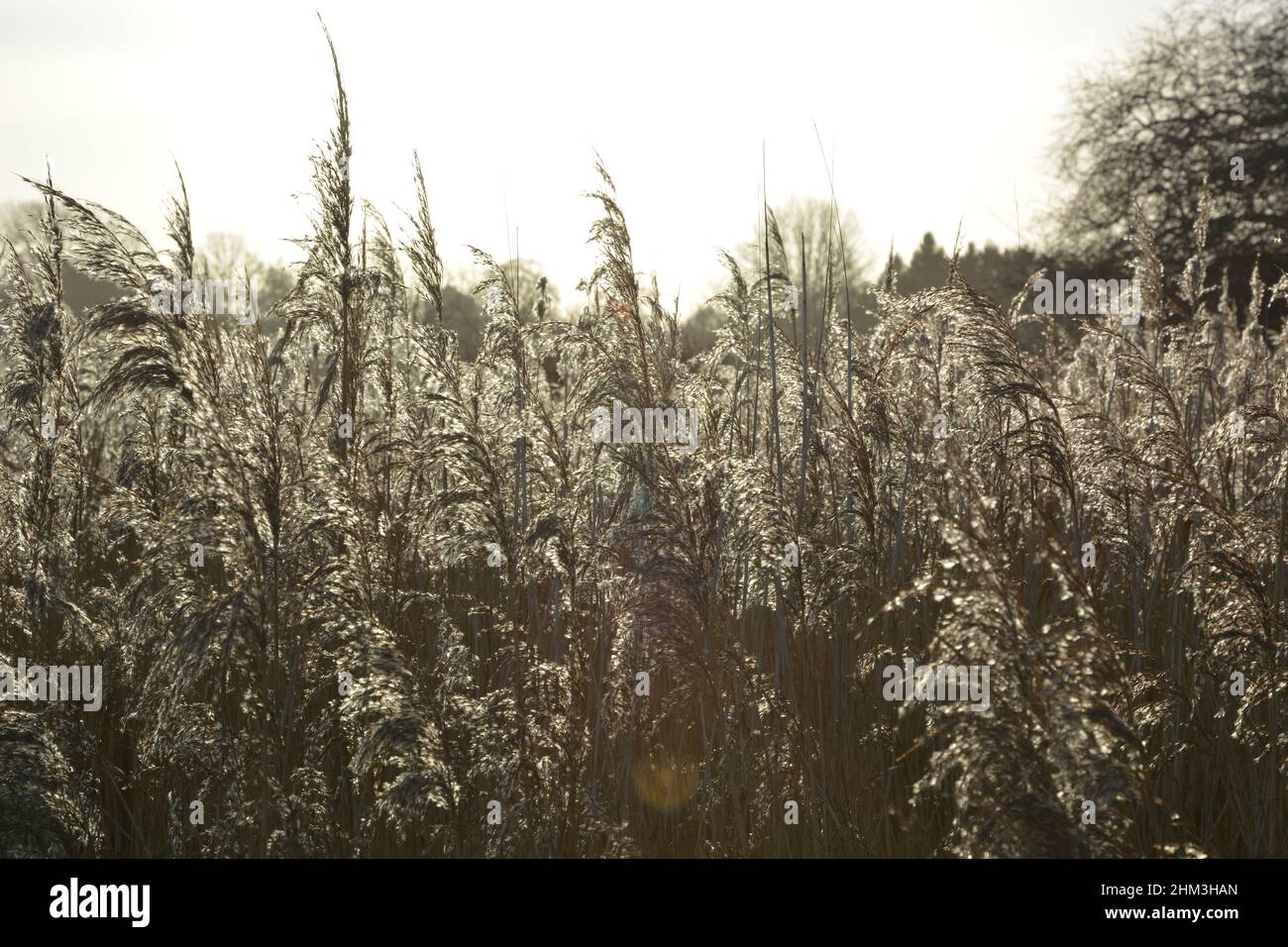 Reed field winter hi-res stock photography and images - Alamy