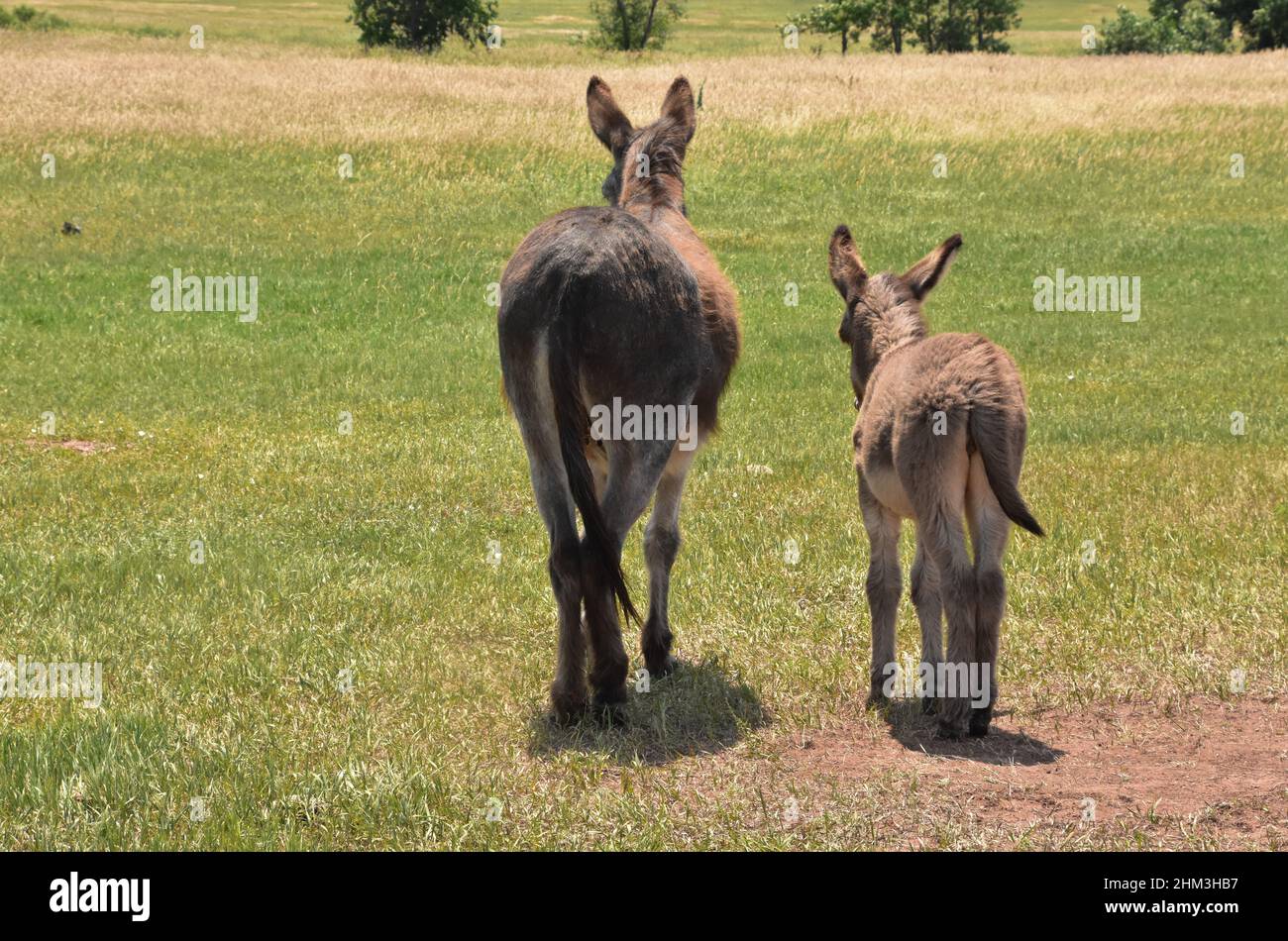 Donkey backside hi-res stock photography and images - Alamy