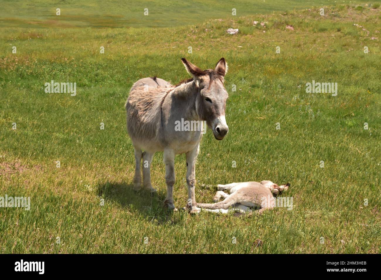 Baby burro and mother standing in a grassy valley Stock Photo - Alamy