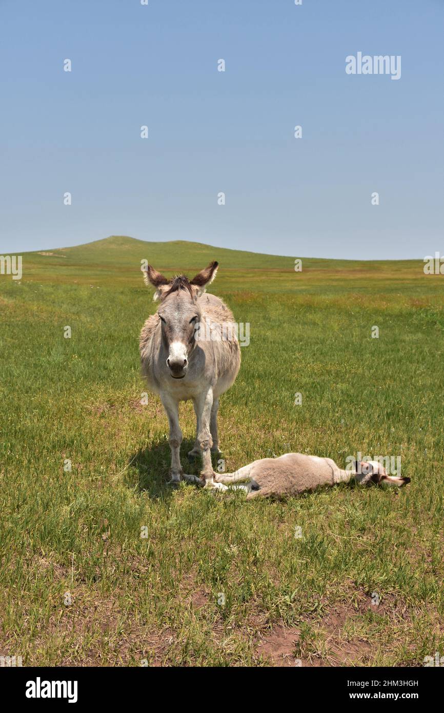 Sweet family pair of burros relaxing on a hot summer day Stock Photo ...