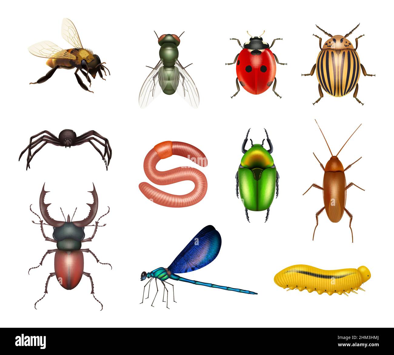 Insects. Realistic flies dragonflies ants insect pests larvae ...