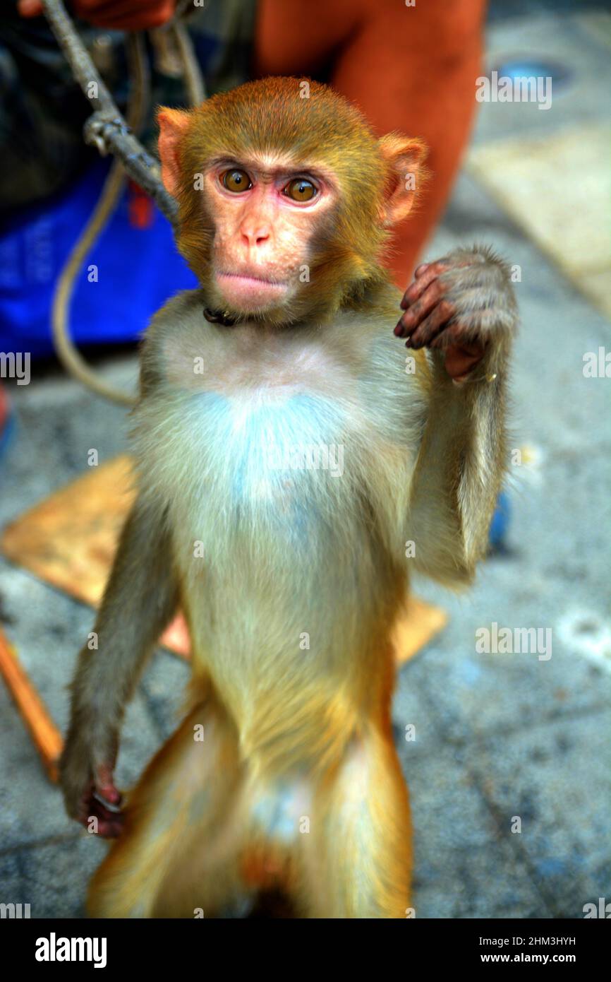 Vertical shot of a Rhesus macaque (Macaca mulatta), colloquially rhesus monkey Stock Photo - Alamy