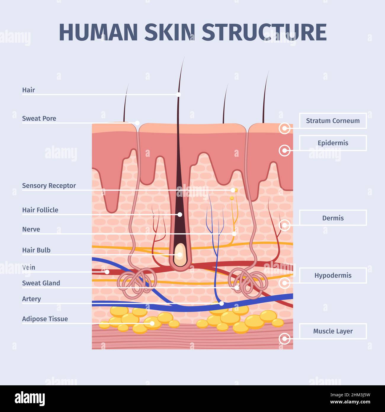 Skin layers. Detailed illustrations of human structure anatomy peles ...