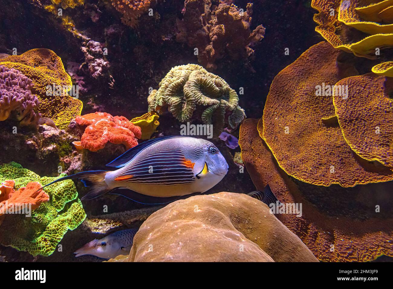 Sohal surgeonfish of family Acanthuridae from Red Sea in Egypt ...