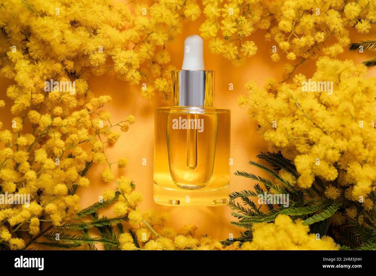 Face oil in glass bottle surrounded by blooming mimosa plant with ...