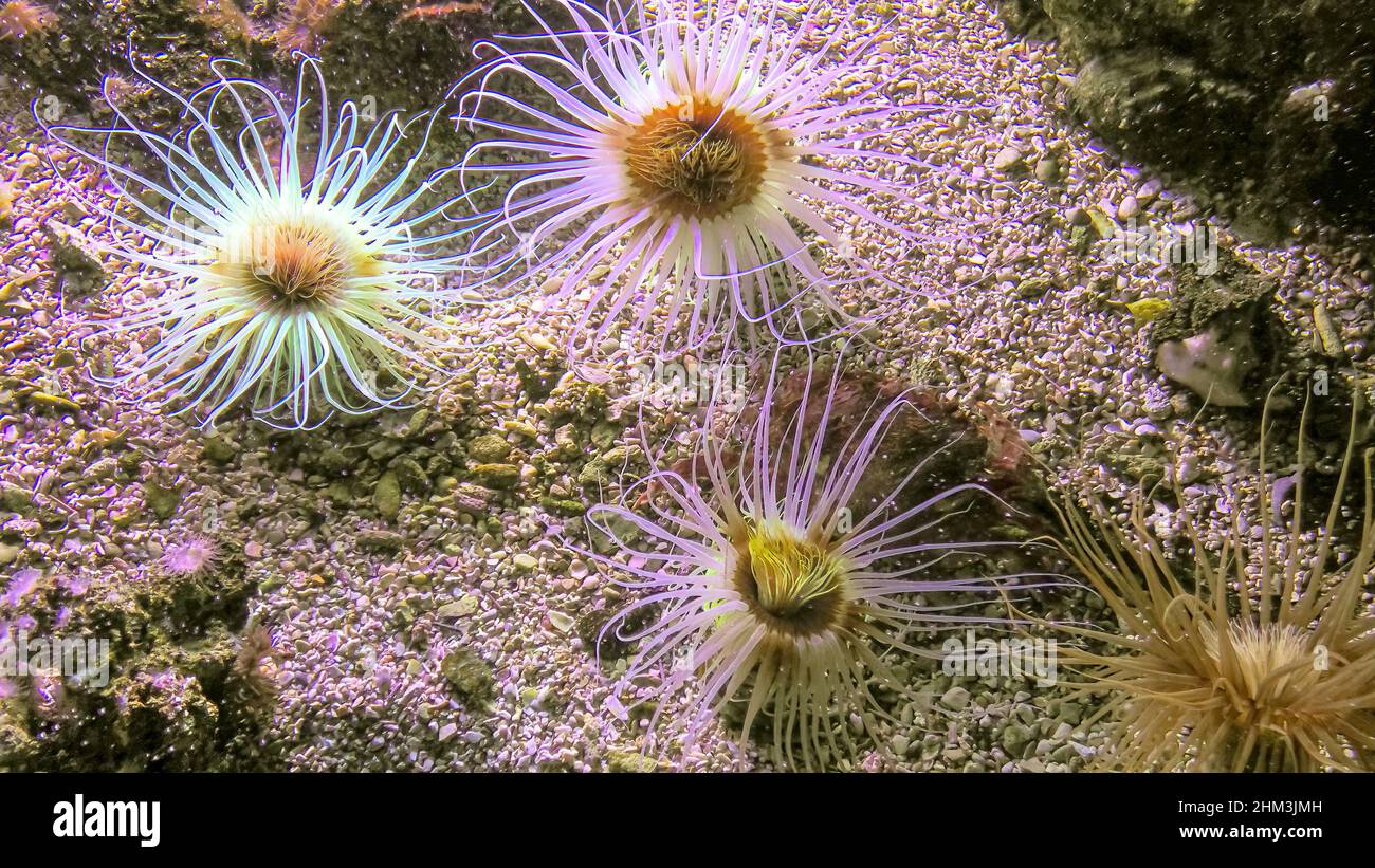 cylinder anemones or coloured tube anemone in coral reef seabed ...