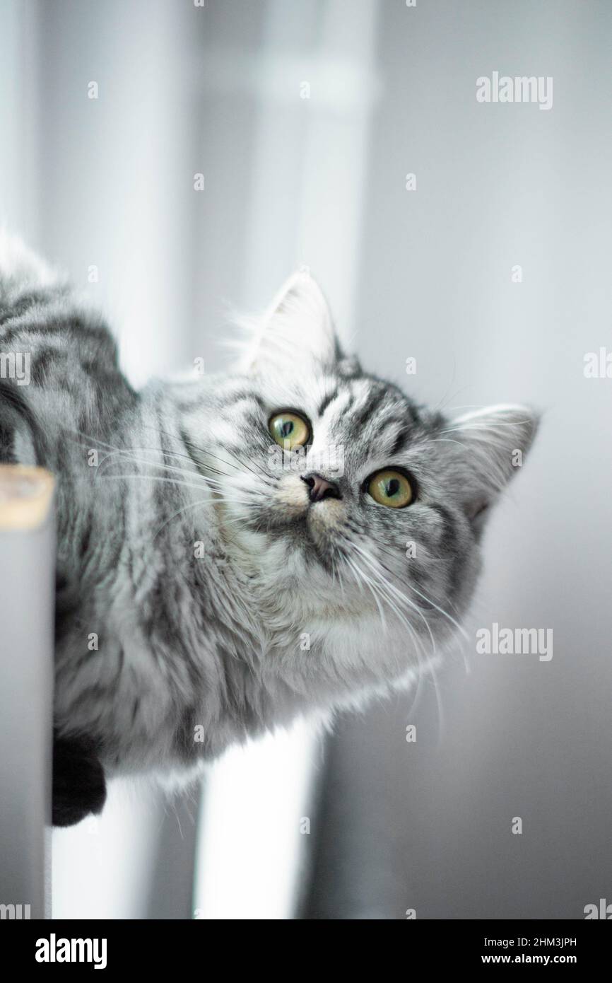 Cute Persian cat portrait sitting on the windowsill Stock Photo - Alamy