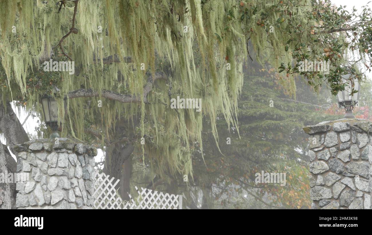Lace lichen moss hanging, tree branches in foggy misty forest. Surreal ...