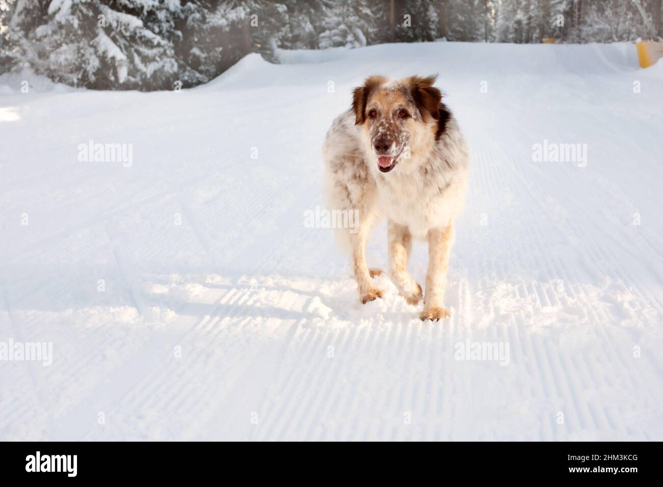 Big dog standing in snow, winter forest background, pine trees Stock ...