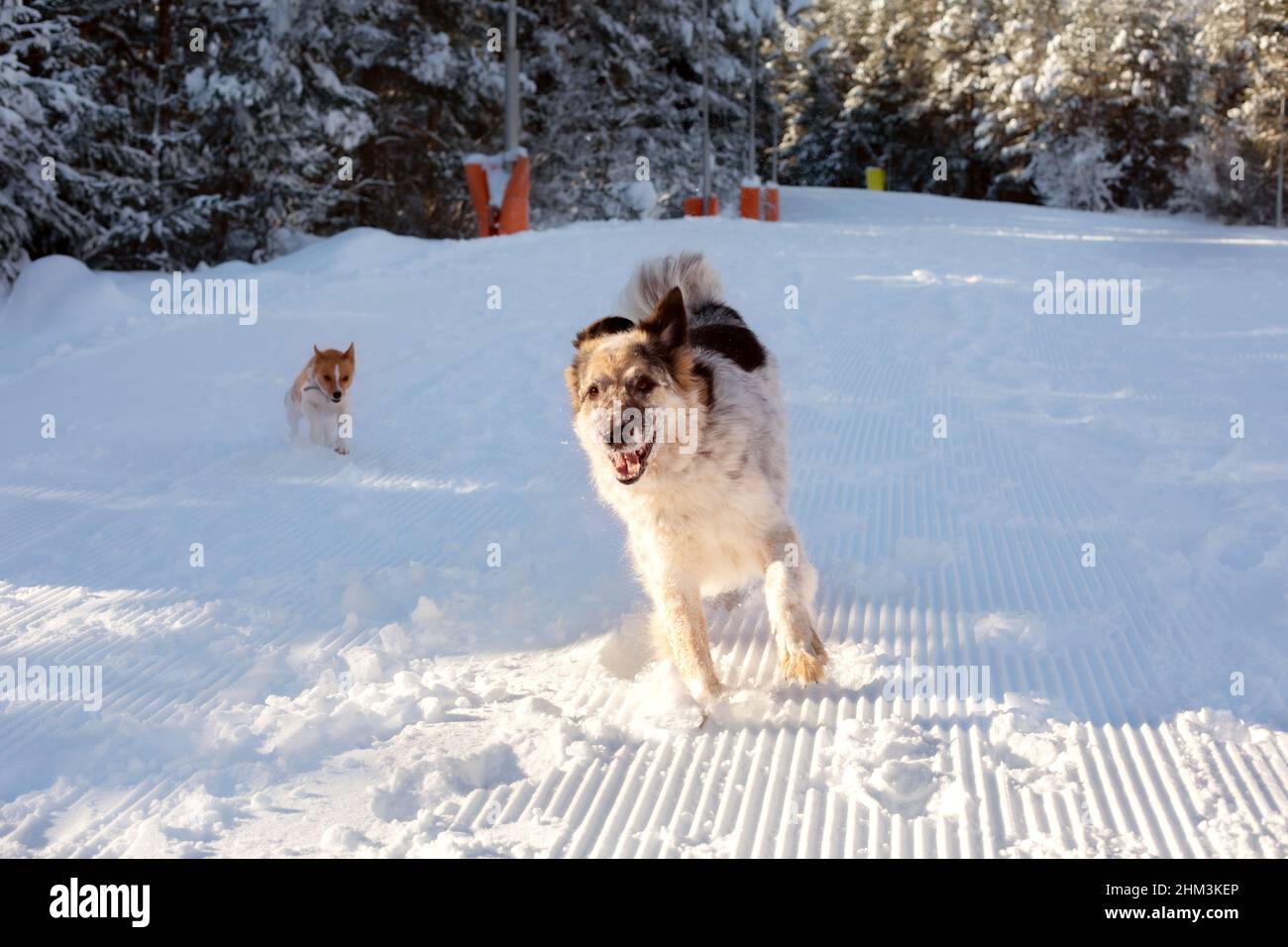 Big and small dogs happy playing in snow, winter forest background ...