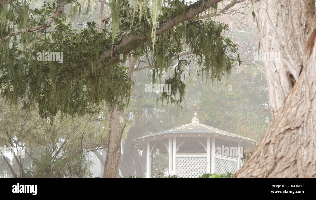 Lace lichen moss hanging, tree branches in foggy misty forest. Surreal ...