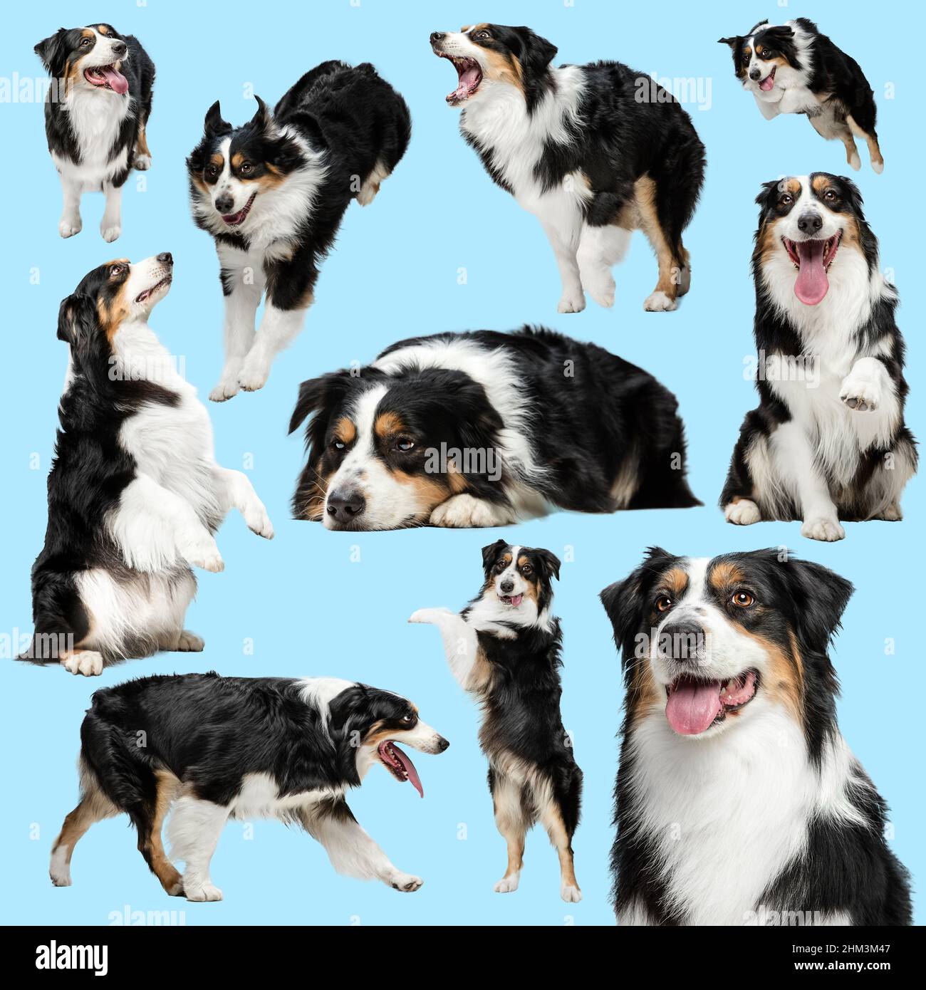 Collage about beautiful purebred dog with different emotions isolated ...