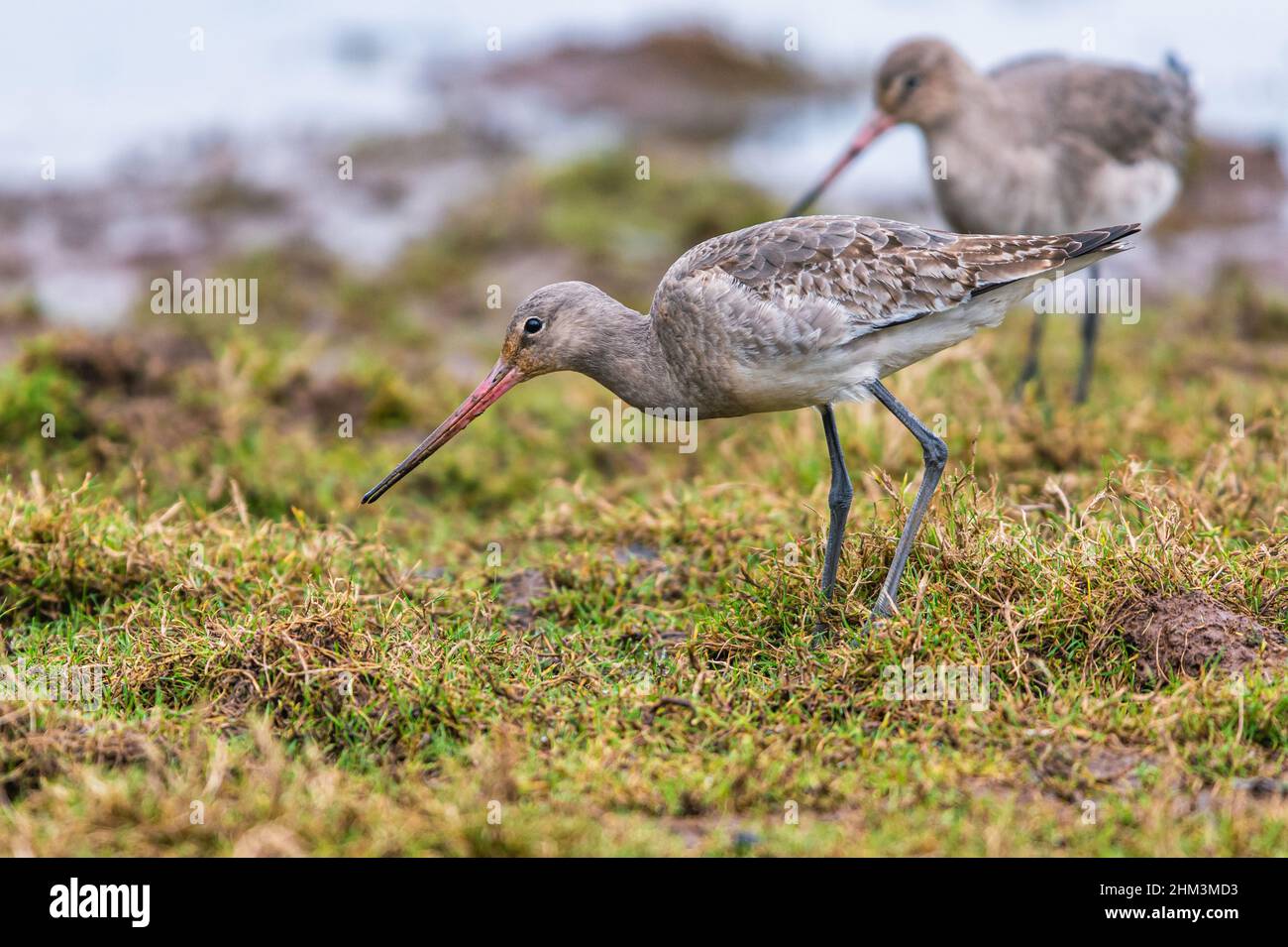 Black-tailed Godwit, Limosa limosa in environment Stock Photo - Alamy