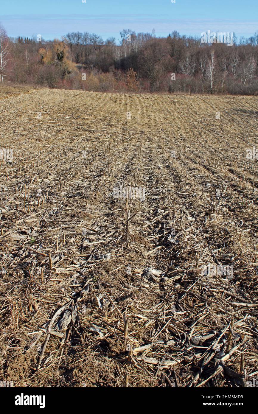 Winter morning and the last year's corn field at the countryside ...