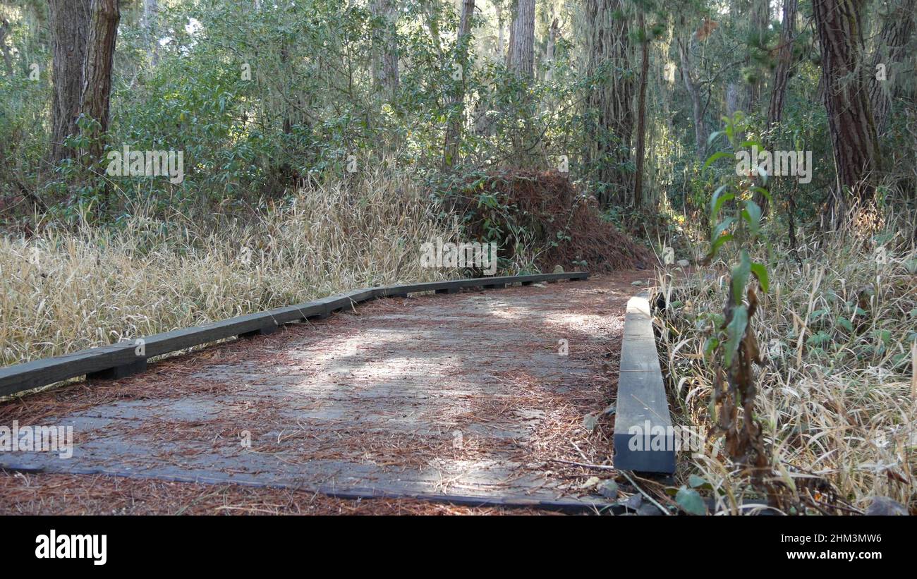 Path in forest or wood, footpath or pathway trail, grove or woodland ...