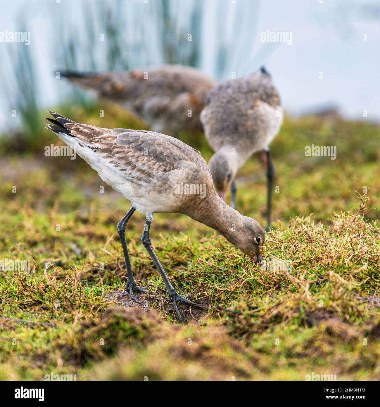 Black-tailed Godwit, Limosa limosa in environment Stock Photo - Alamy