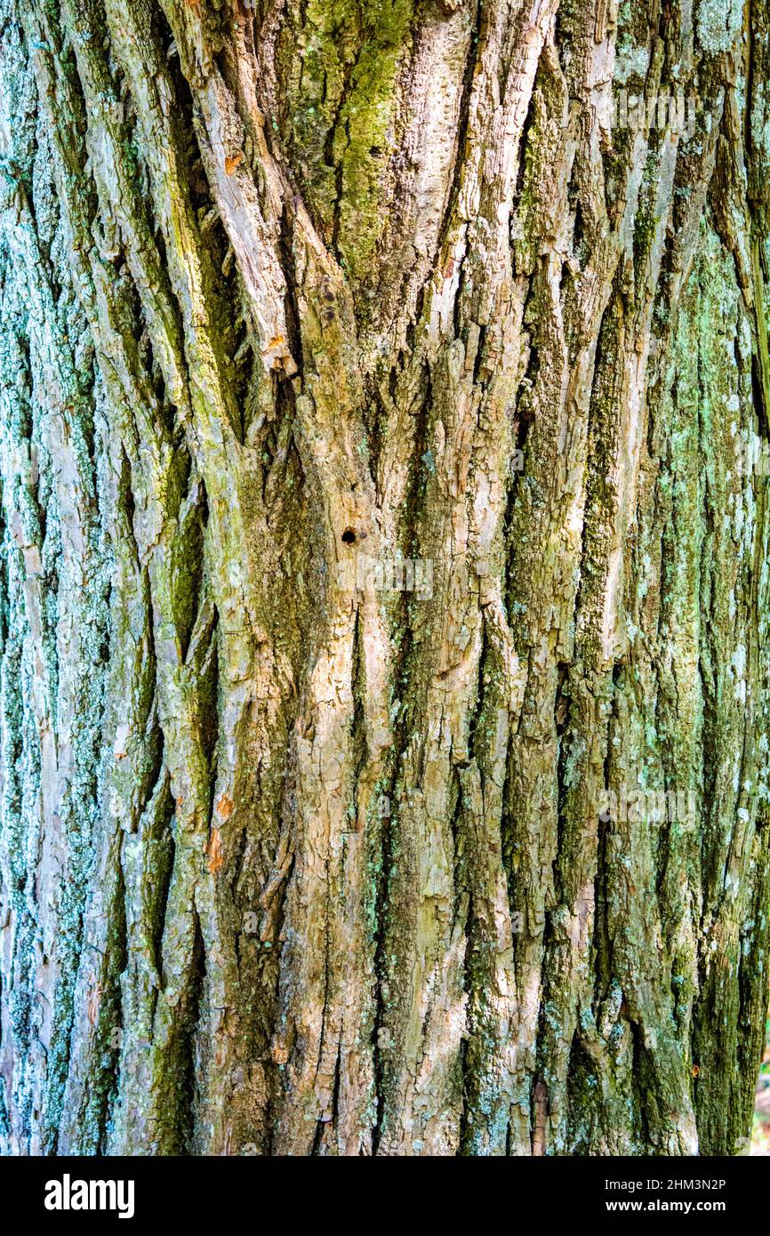 Natural texture of old oak tree bark. Oak tree trunk close-up. Tree bark texture Stock Photo - Alamy