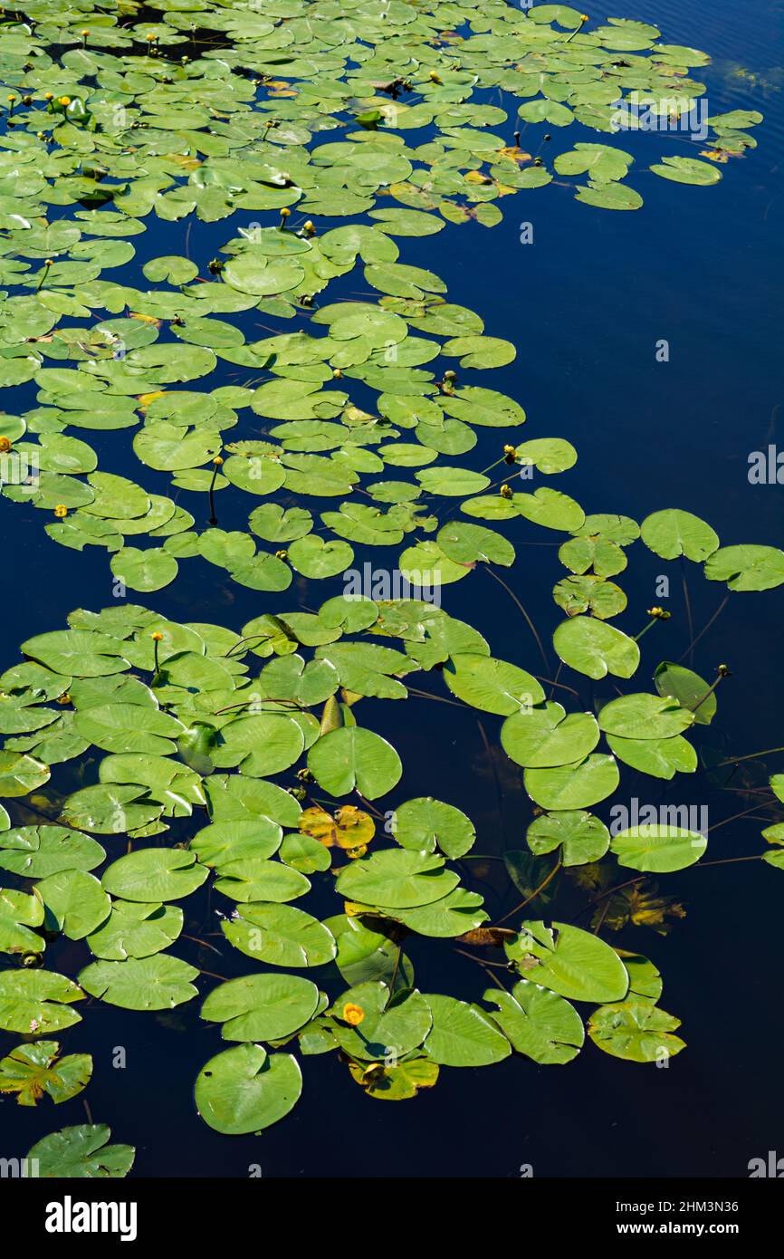 Pond with yellow waterlily flowers, green leaf, duckweed in a summer ...