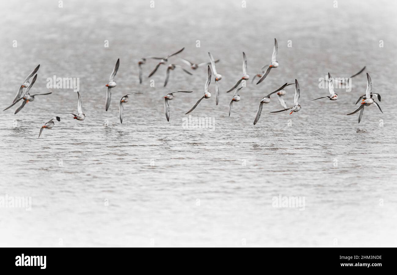 Common Redshank, Tringa totanus in flight over water Stock Photo - Alamy