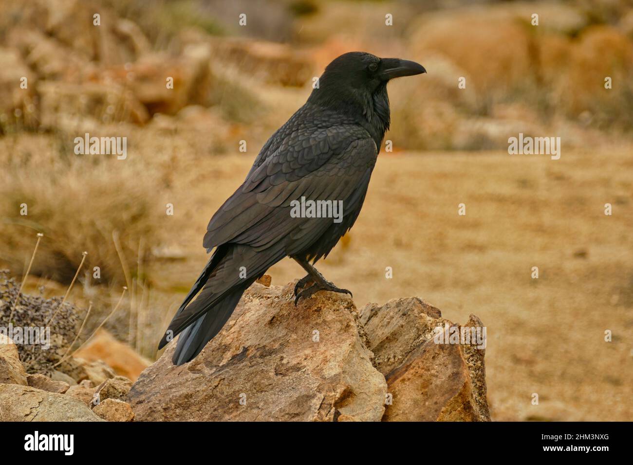 Common raven (Corvus Corax) on a rock in in Joshua Tree National Park ...
