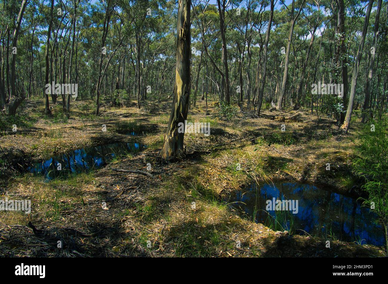 Deep, water-filled shafts dug by prospectors during the gold rush of ...