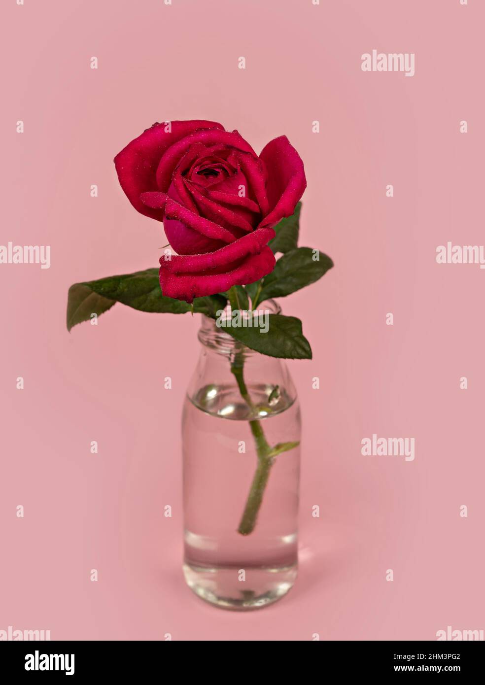 Beautiful single rose flower in glass vase with water on pink ...