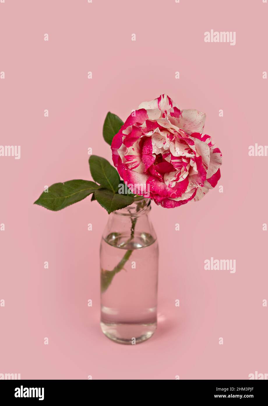 Beautiful single rose flower in glass vase with water on pink ...