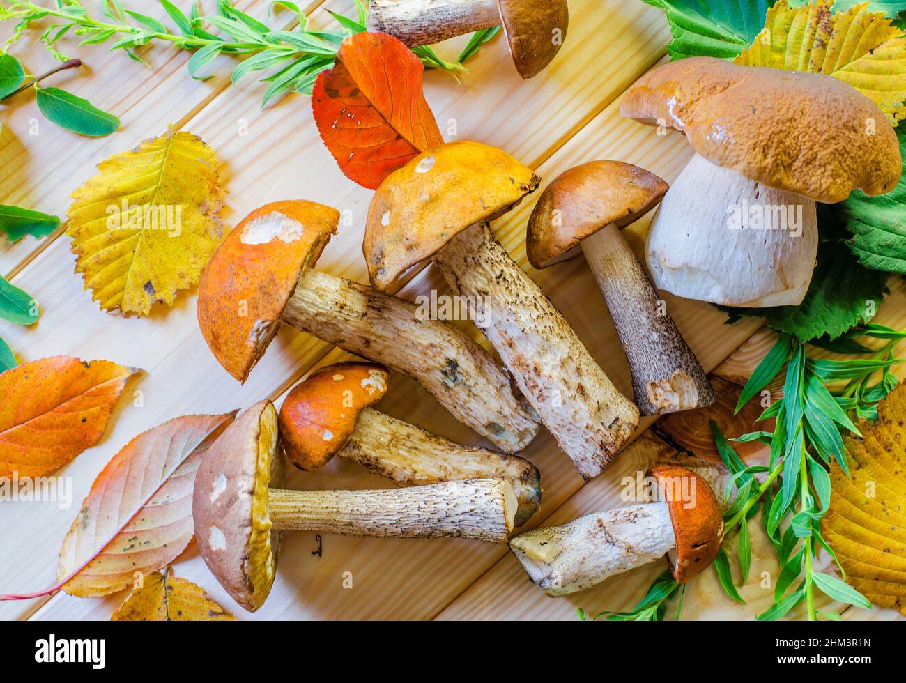 Various edible mushrooms collected in the fall in the woods Stock Photo ...