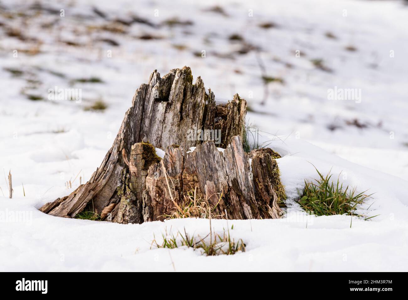 Tree stump in snowy landscape Stock Photo - Alamy