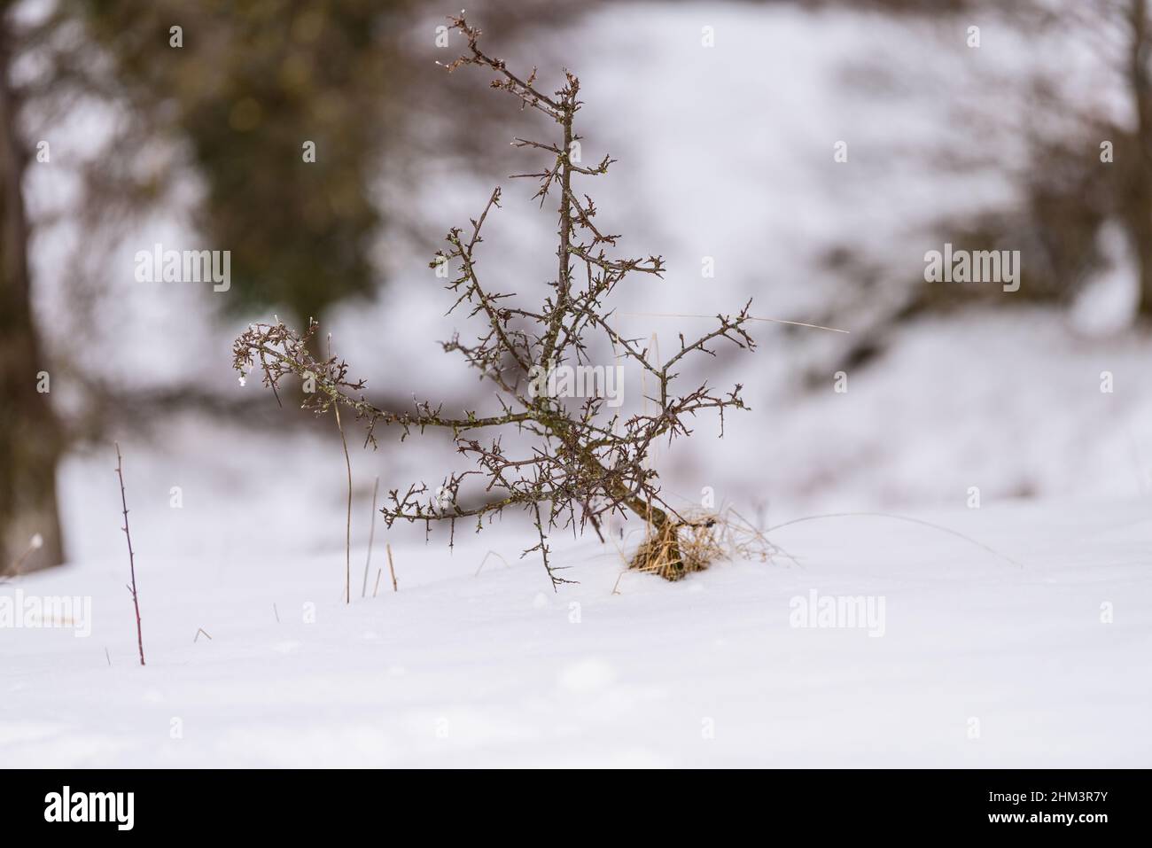 small bush without leaves with pointed branches in the snow in winter ...