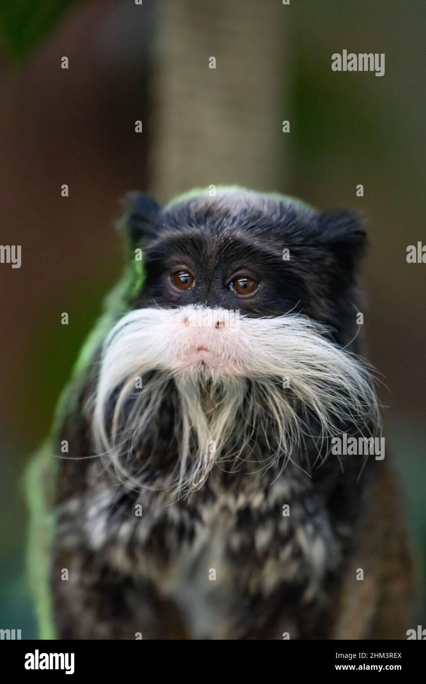 Portrait of an emperor tamarin Stock Photo - Alamy