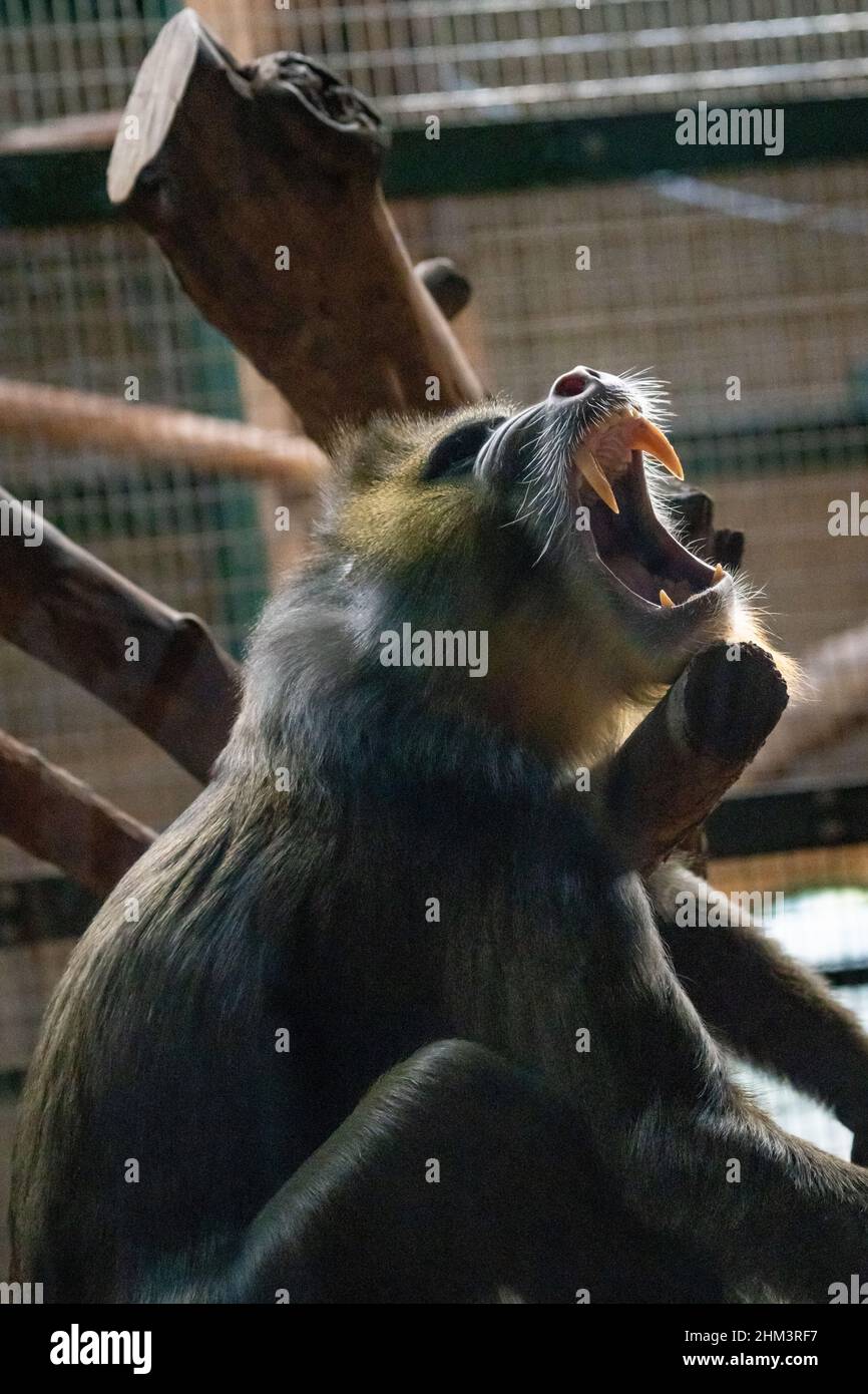 Mandrill teeth hi-res stock photography and images - Alamy
