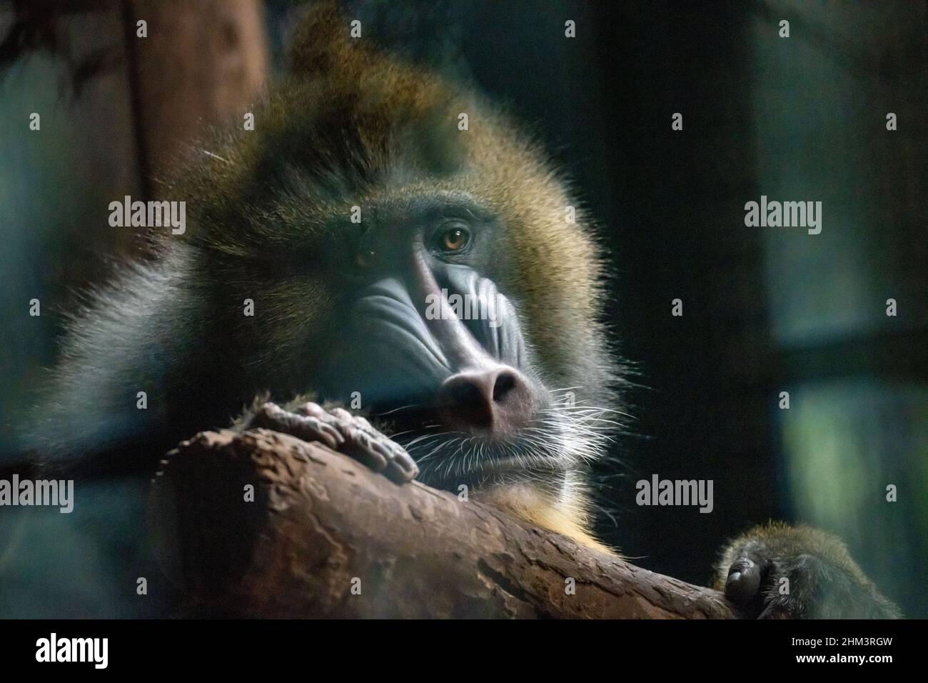 Portrait of a Mandrill monkey with hands and chin on a log Stock Photo ...