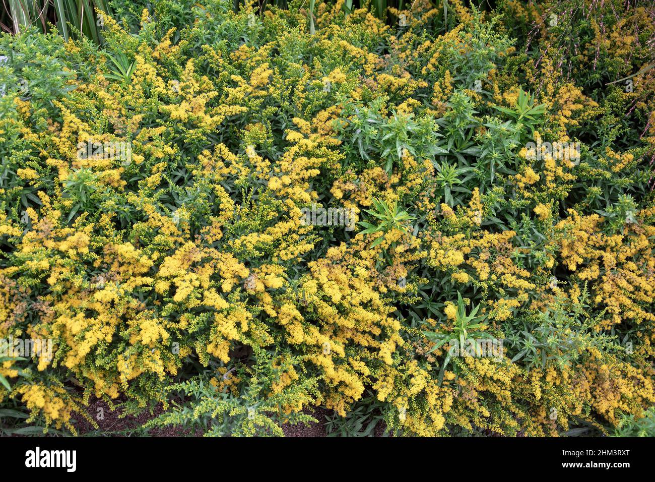 Early dye plant hi-res stock photography and images - Alamy