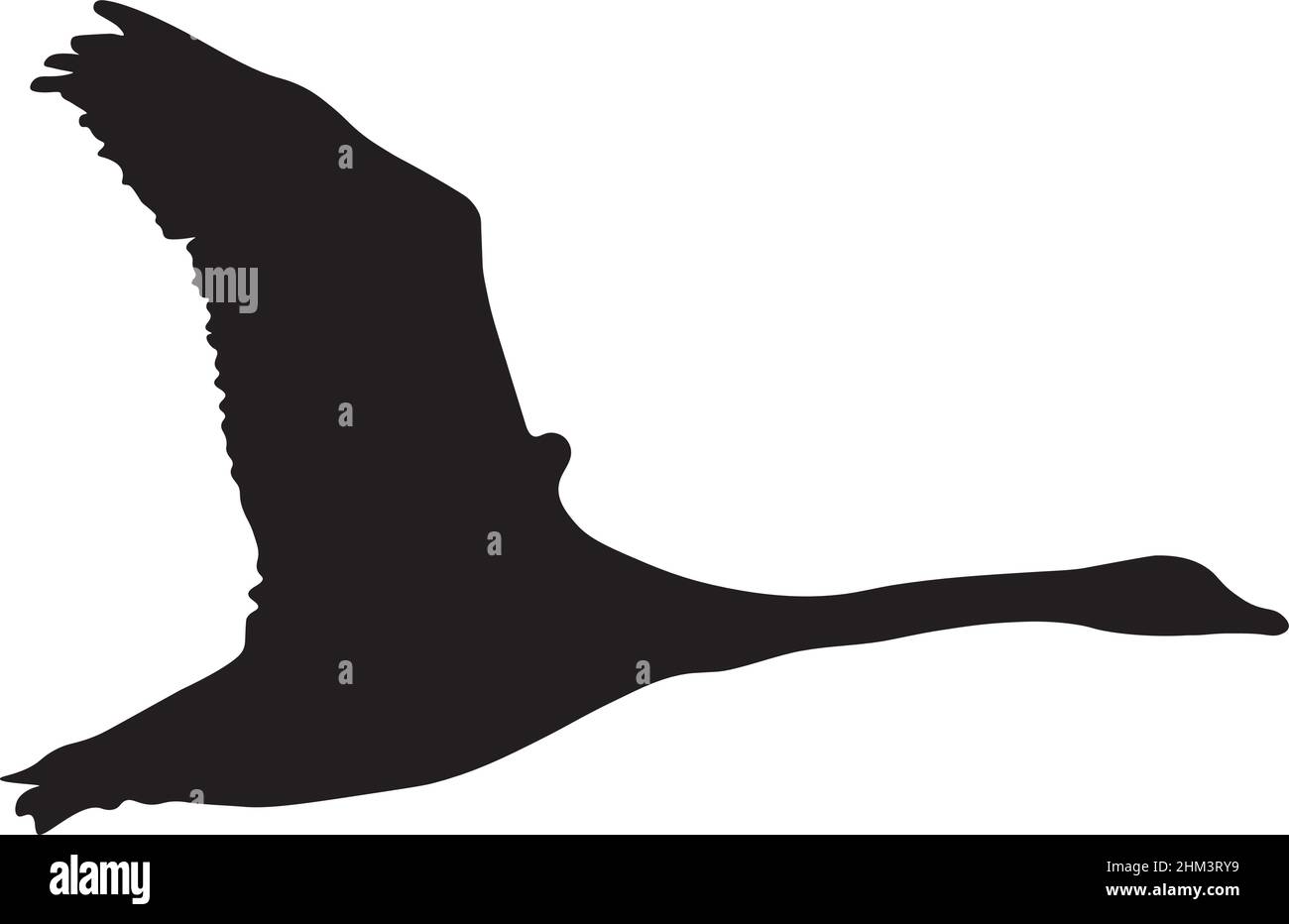 Vector image of a swan in flight created by isolating the outline of a ...