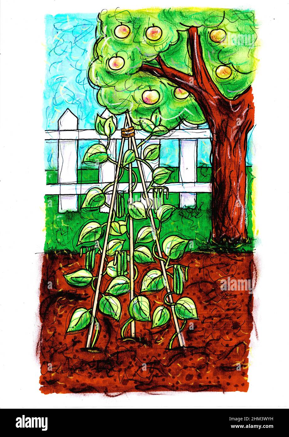 Sketch for a runner bean plant with an apple tree and picket fence on a ...