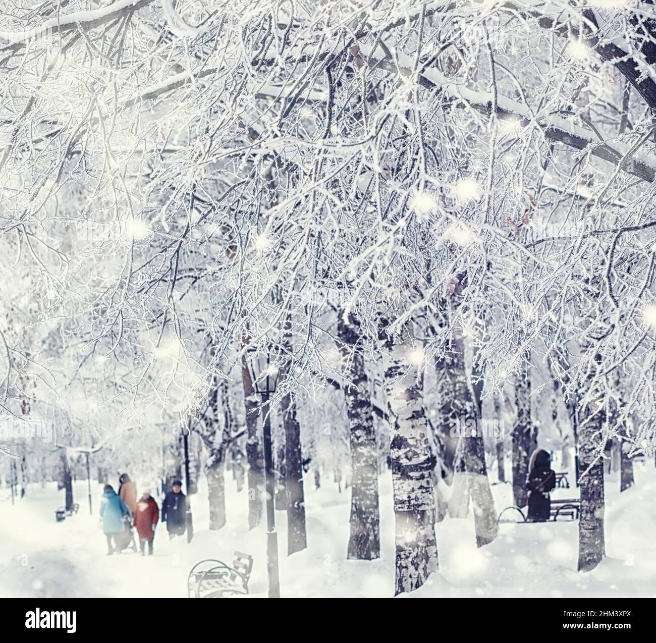 Winter forest landscape. Tall trees under snow cover. January frosty ...