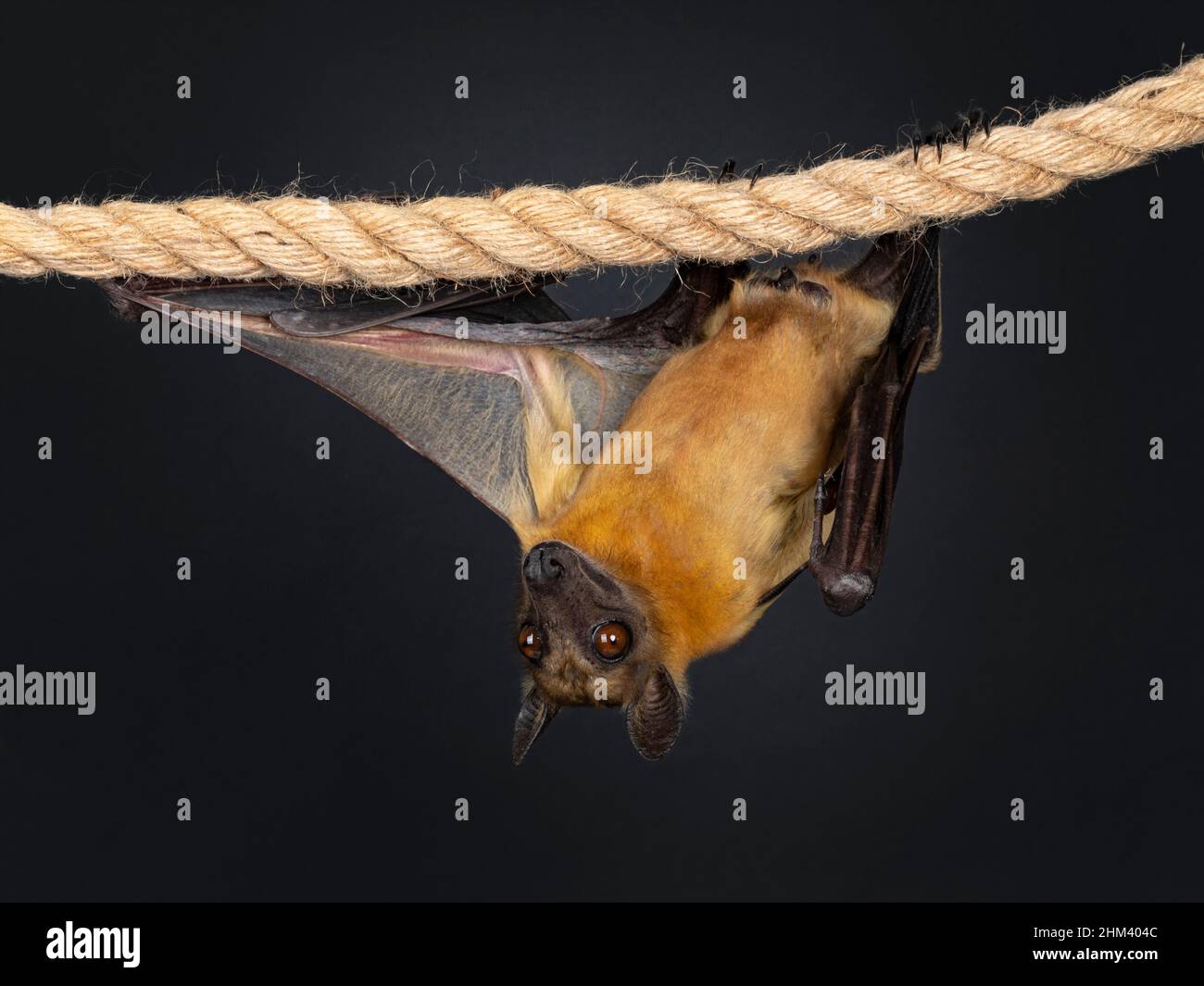 Young adult flying fox, fruit bat aka Megabat or chiroptera, hanging on ...