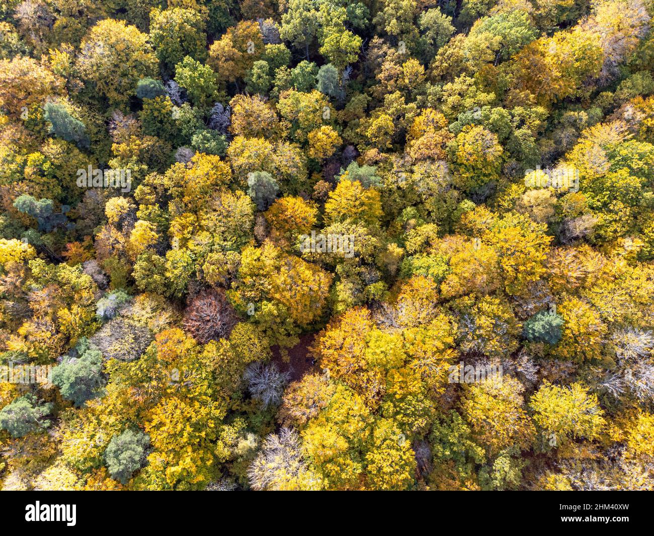 Aerial woodland view hi-res stock photography and images - Alamy