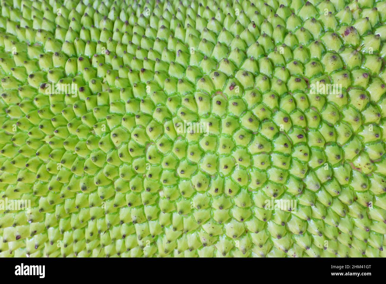 Closeup rough texture of green jackfruit skin. Natural tropical fruit ...