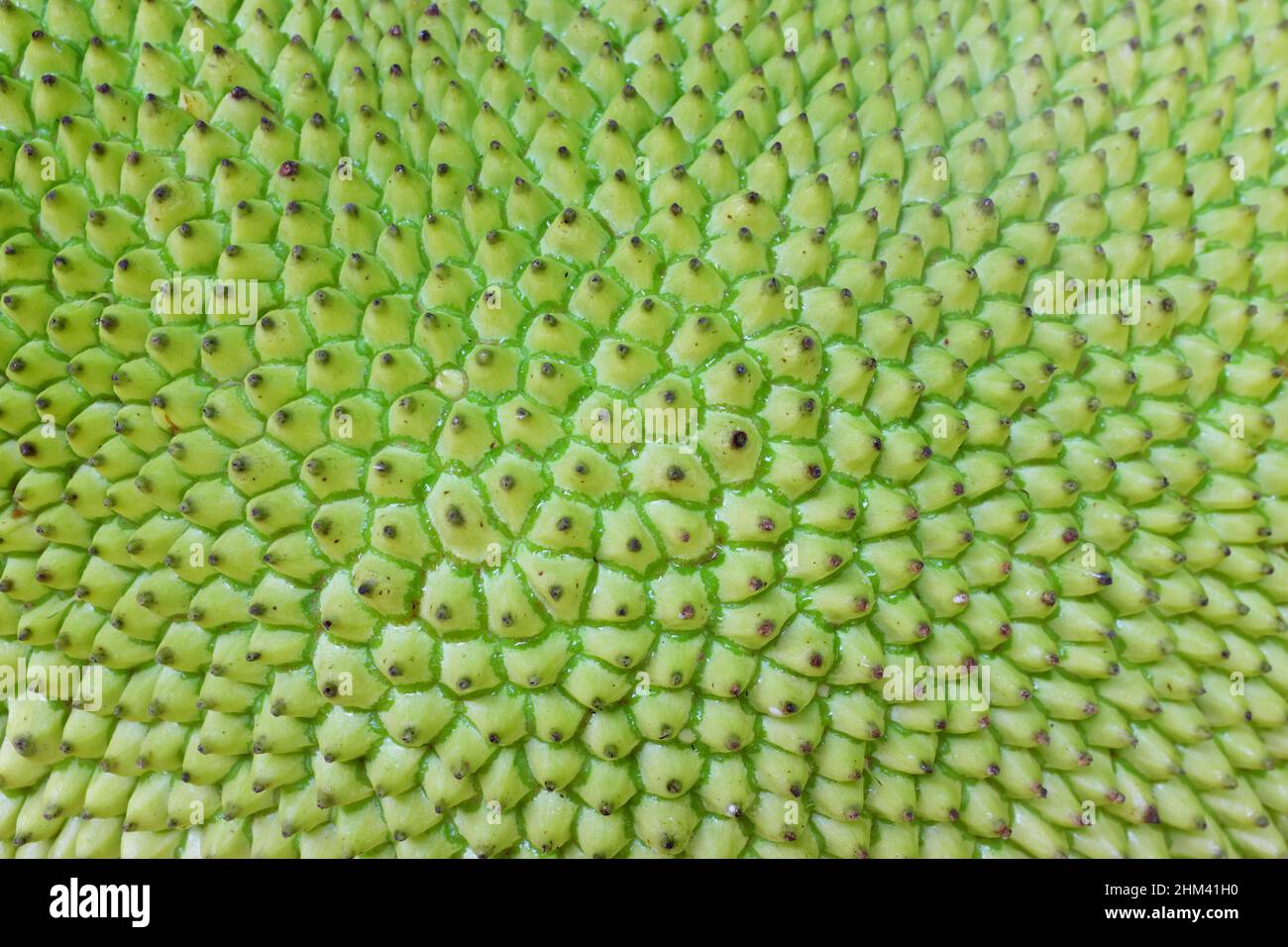Closeup rough texture of green jackfruit skin. Natural tropical fruit ...