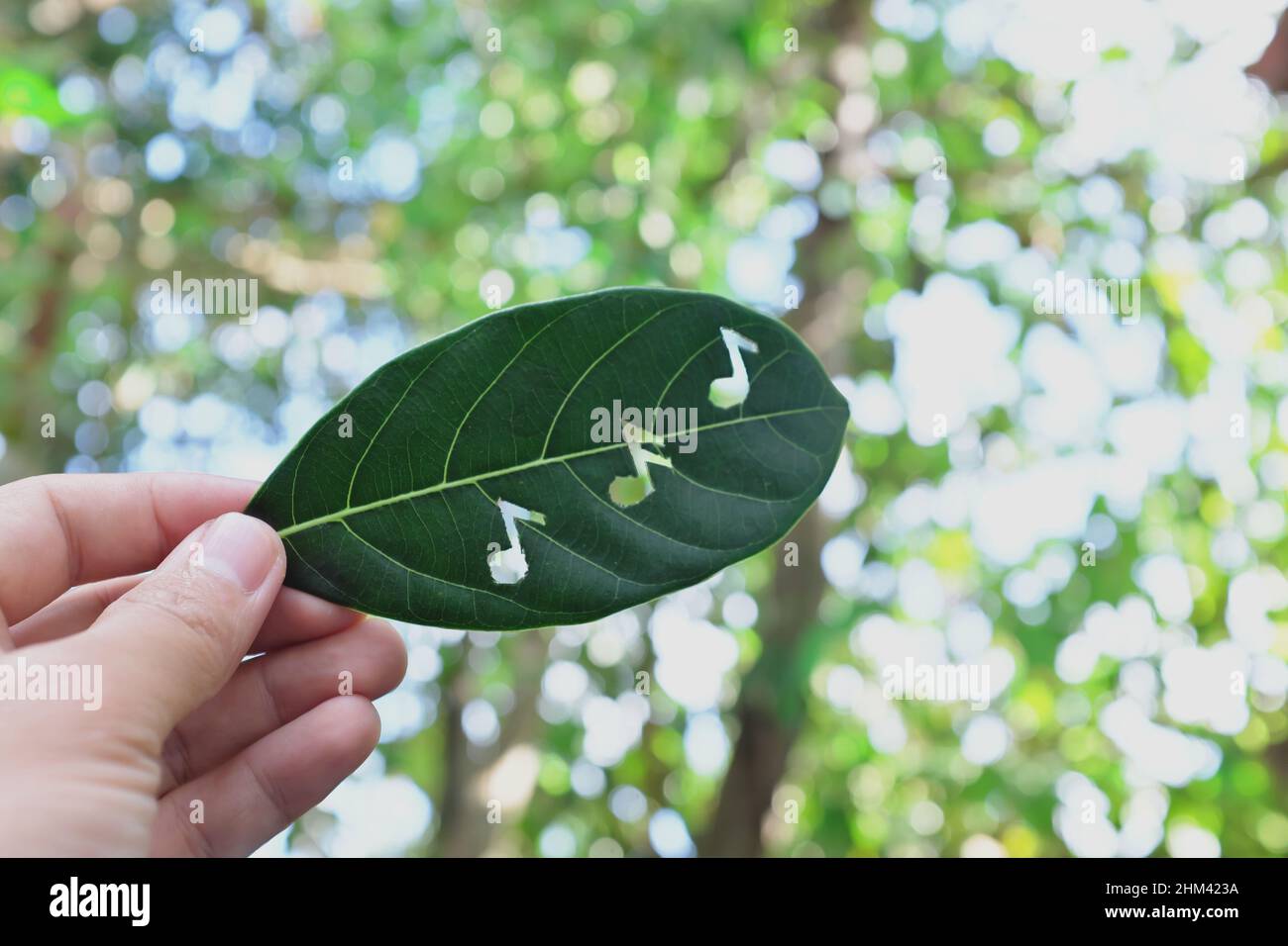 Nature, seasonal and timeless music concept. Hand holding leaves with ...
