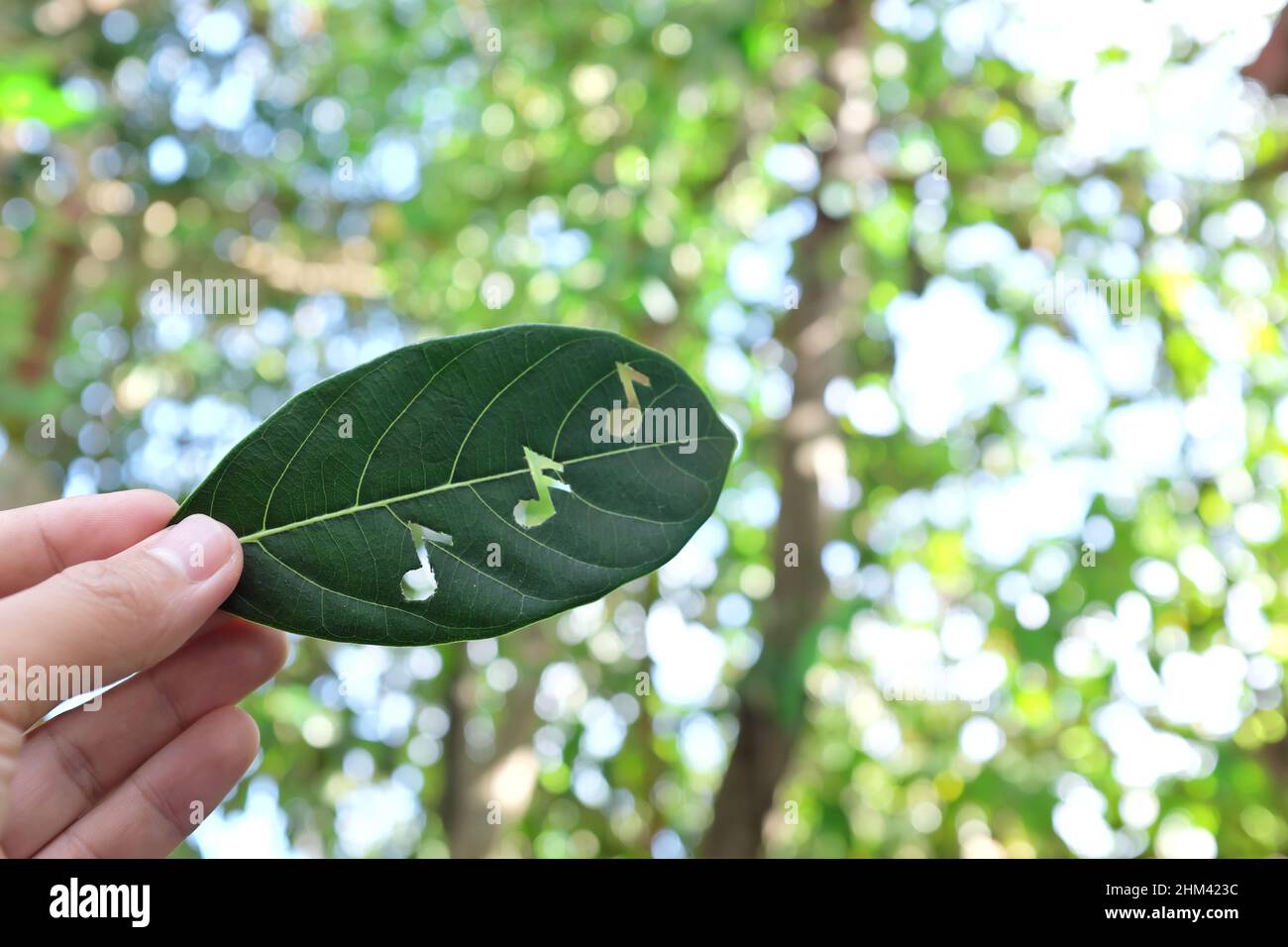Nature, seasonal and timeless music concept. Hand holding leaves with ...