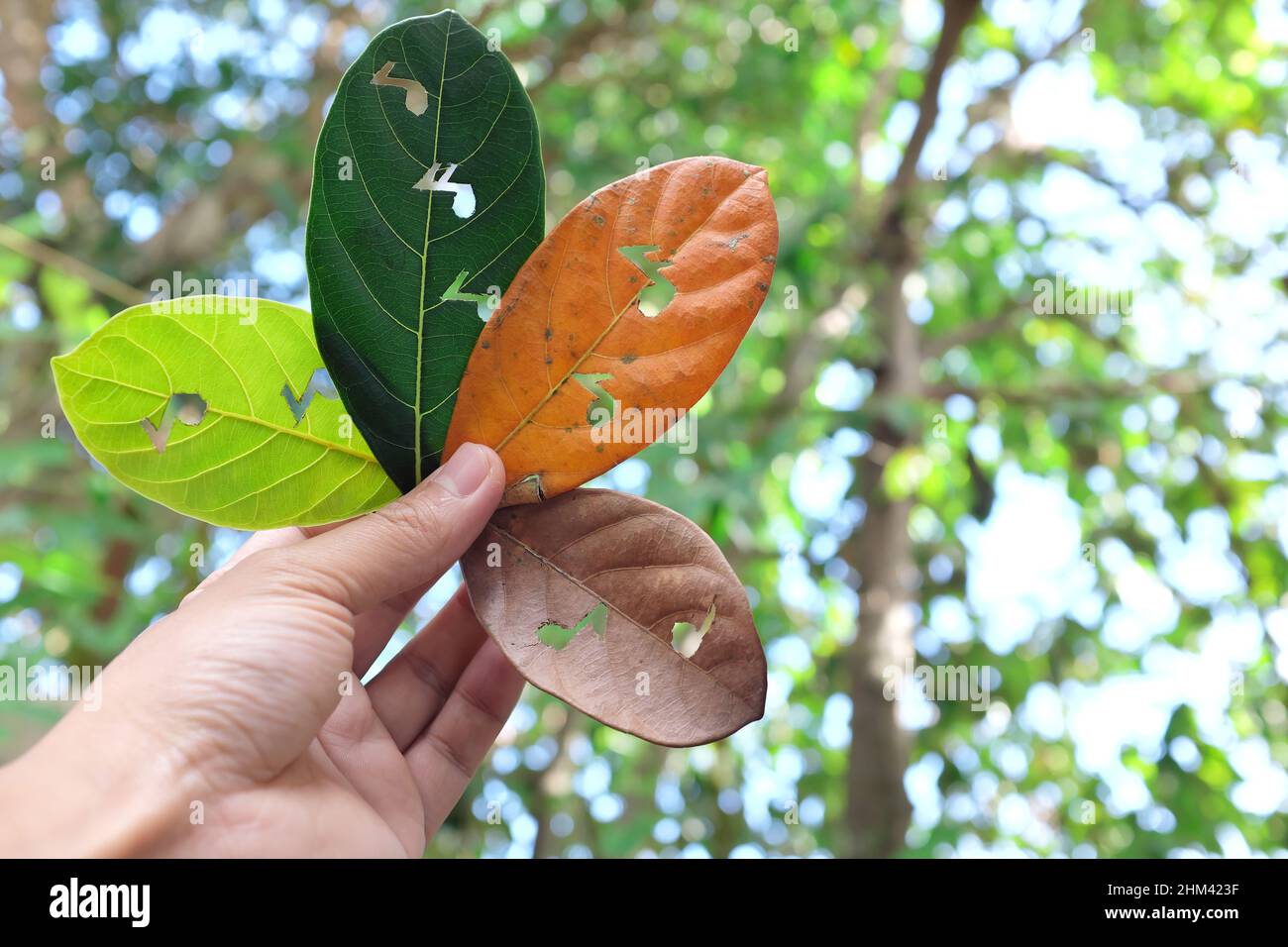 Nature, seasonal and timeless music concept. Hand holding leaves with ...
