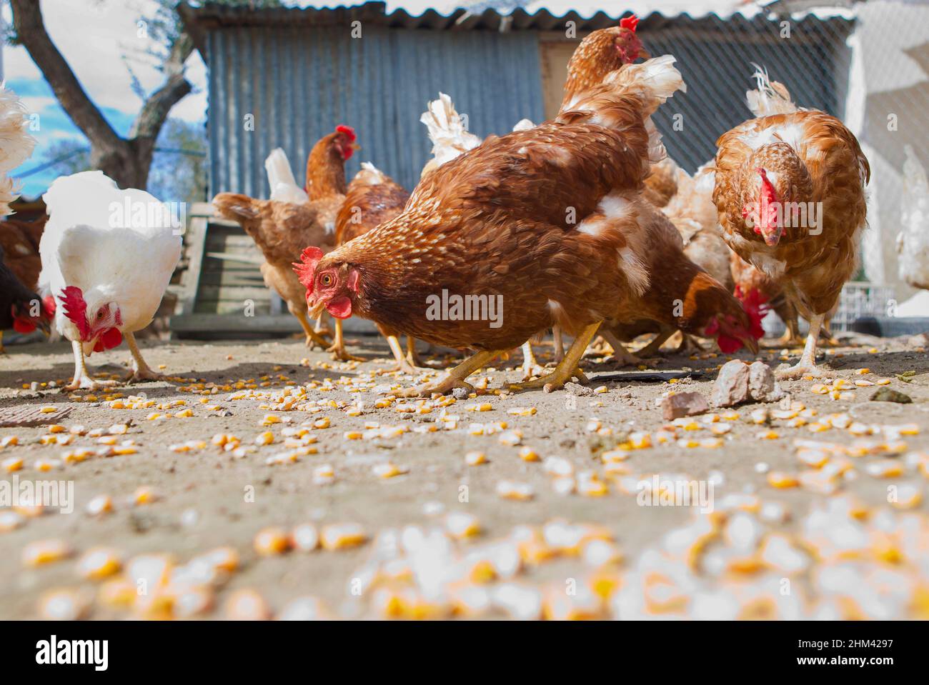 Hens Eating Corn