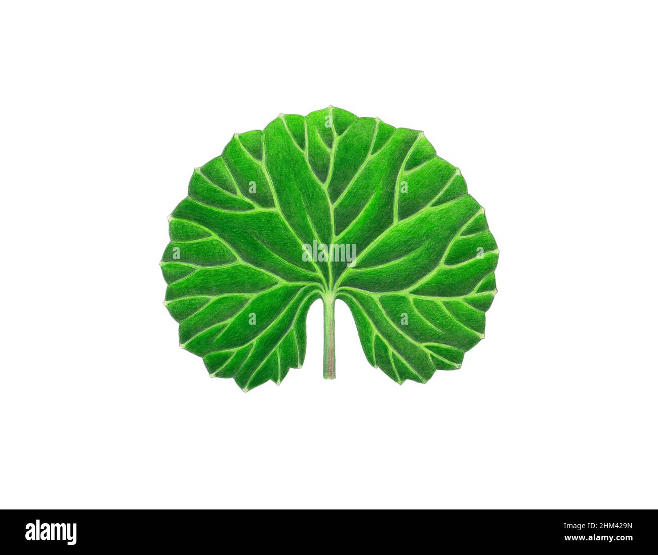 Botanical drawing pencils plant hi-res stock photography and images - Alamy